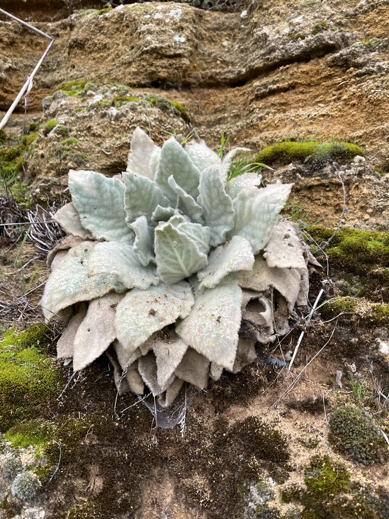 mulleins from Suffolk & Essex Coast & Heaths National Landscape ...
