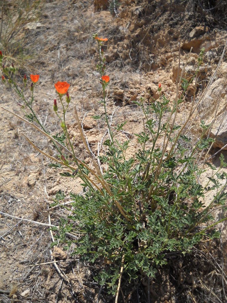 Gierisch's globemallow (Sphaeralcea gierischii) - Botanical Realm