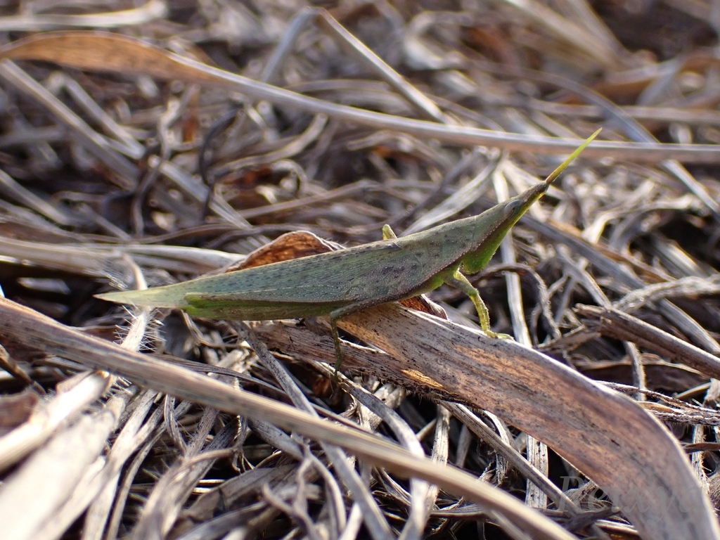 Atractomorpha lata in September 2022 by 零翅 · iNaturalist