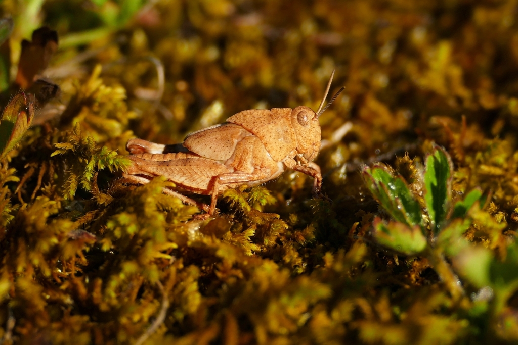 Blue-winged Grasshopper from 66440 Blieskastel, Deutschland on July 8 ...