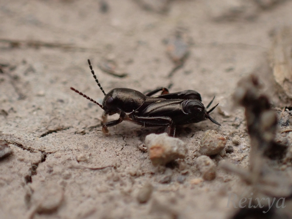Xya japonica in May 2023 by 零翅 · iNaturalist
