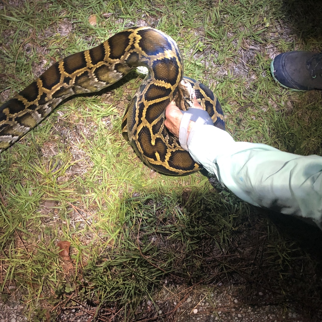 Burmese Python from Everglades National Park, Homestead, FL, US on July ...