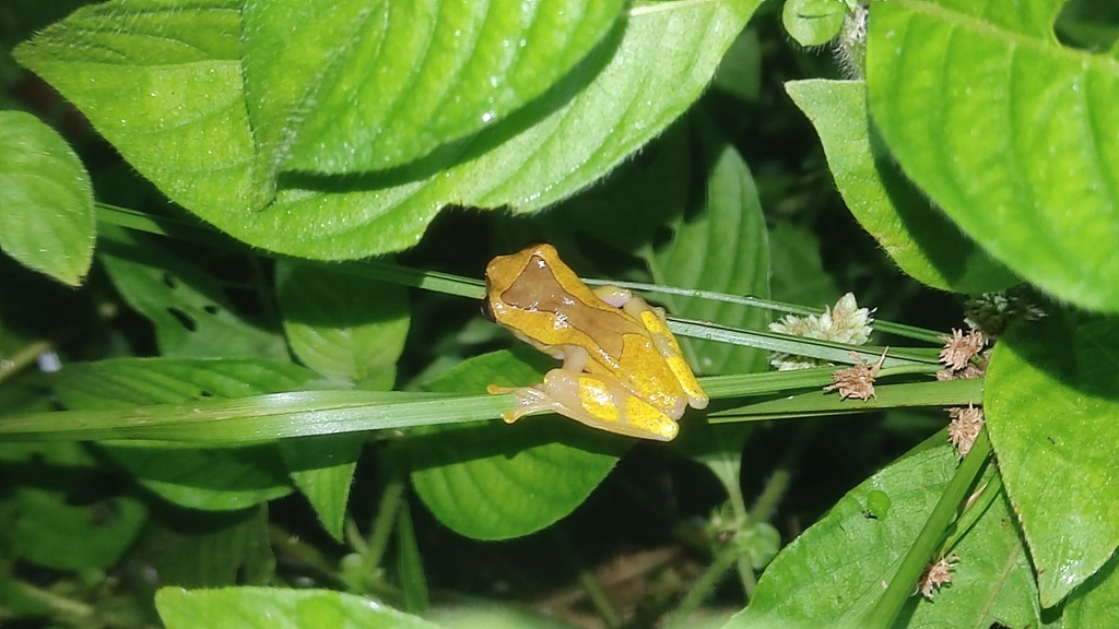 Yellow Tree Frogs on February 6, 2025 at 08:40 PM by Wildlife Tours ...