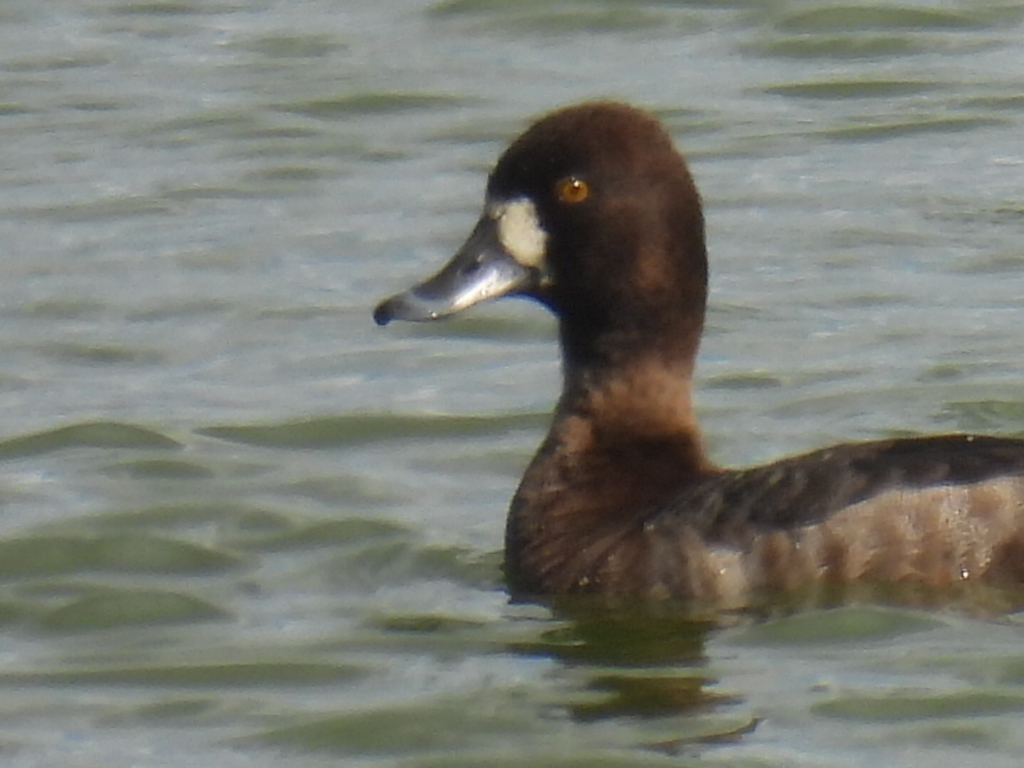 Lesser Scaup from John Hargrove / Delores Fenwick Nature Center, 5800 ...