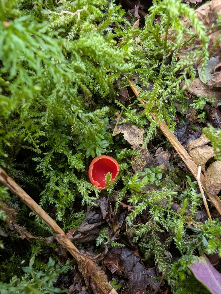 Elf Cups from Maghera, UK on February 8, 2025 at 12:05 PM by Jack ...