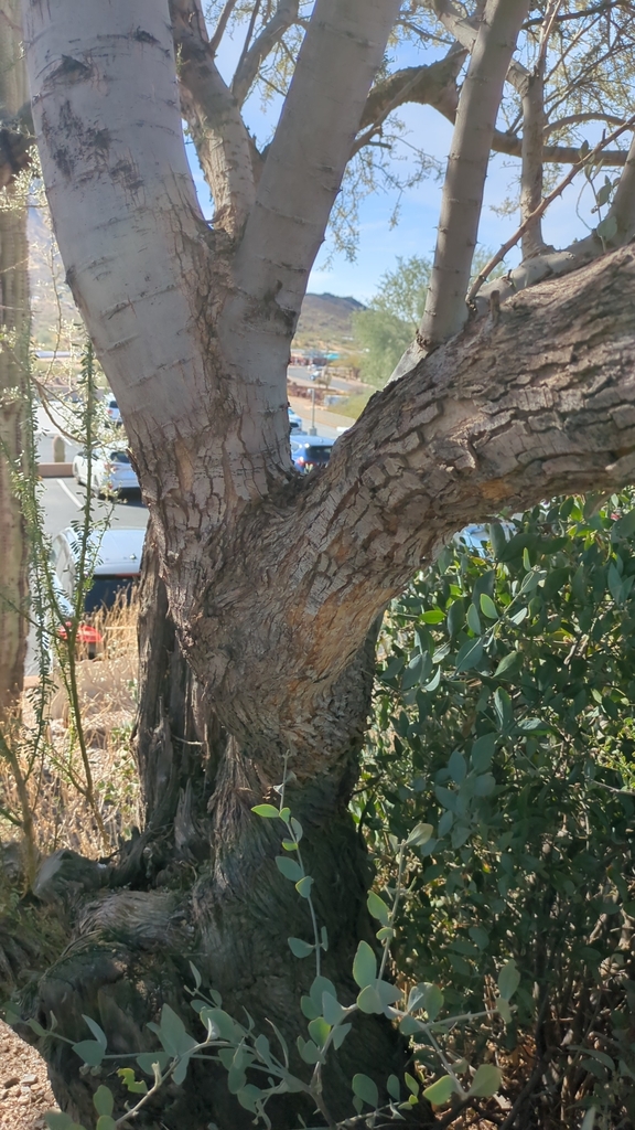 desert ironwood from Cave Creek, AZ, USA on February 8, 2025 at 10:37 ...