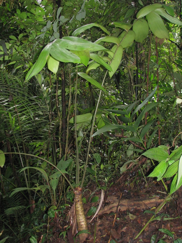 Zamia imperialis (A Field Guide To The Plants and Flowers of Panama ...