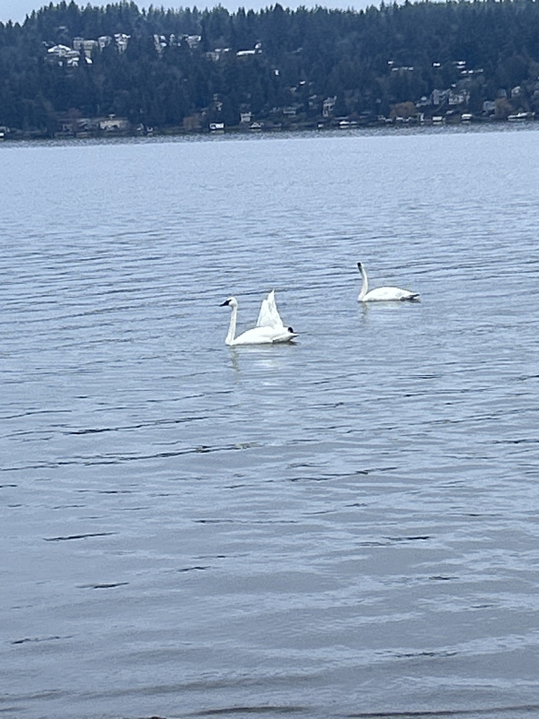 Trumpeter Swan from 62nd Ave NE, Seattle, WA, US on February 8, 2025 at ...