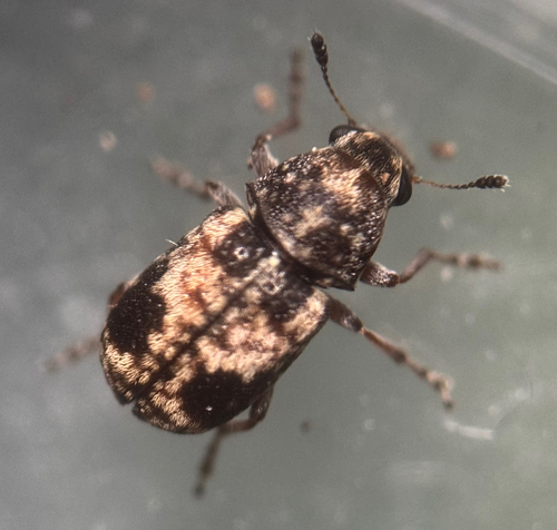 Ormiscus mitchelli · iNaturalist
