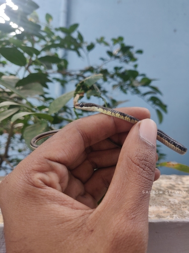 Common Bronzeback Tree Snake (Dendrelaphis tristis) - Snakes and Lizards