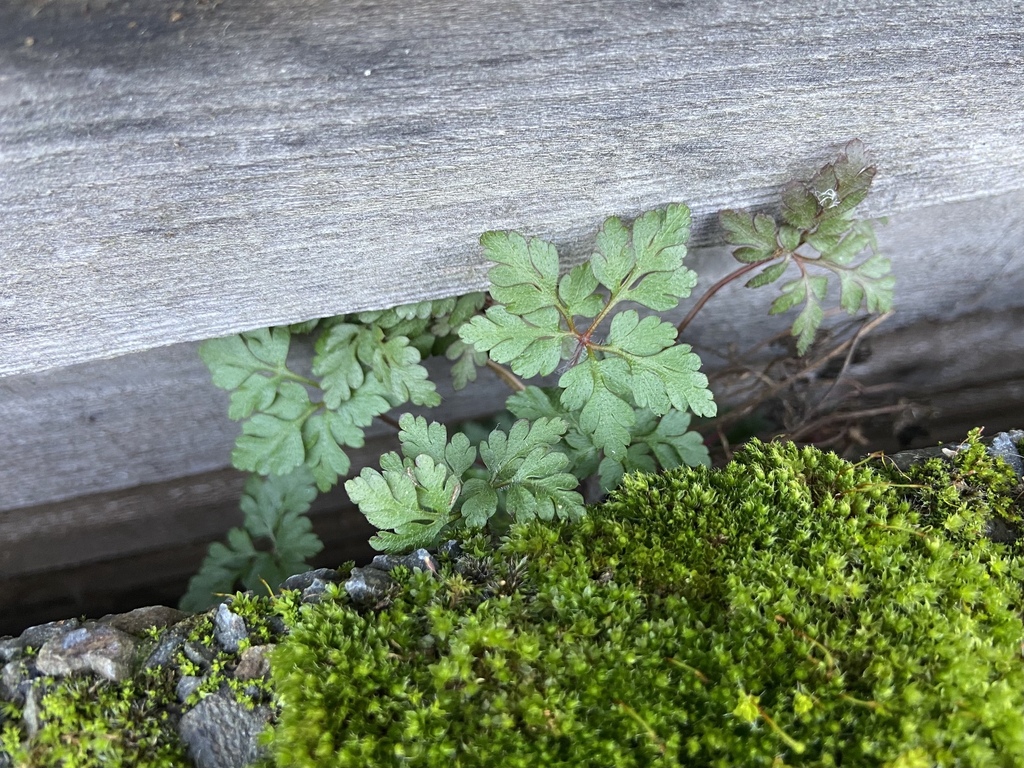 Herb Robert from Harpley Square, London, England, GB on February 6 ...