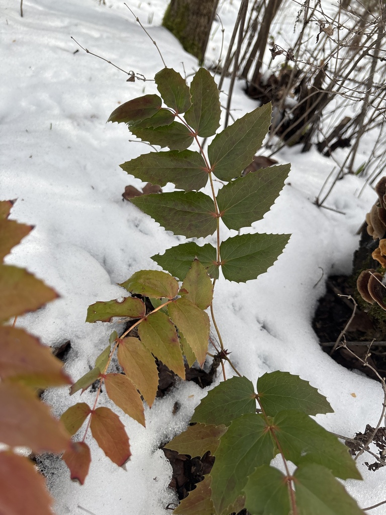 Cascade Oregon-grape from Swan Lake Rd, Saanich, BC, CA on February 8 ...