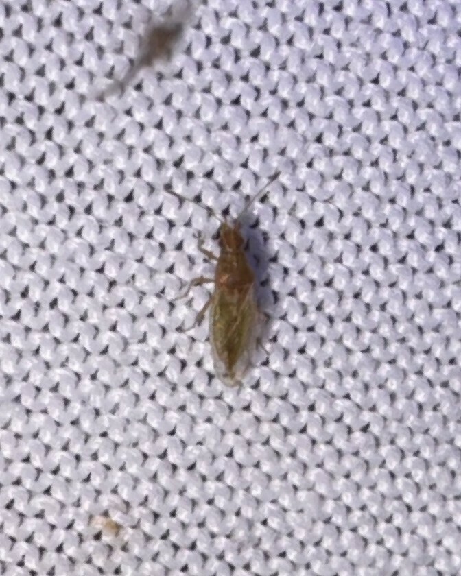 True Bugs from Alabama Div of Wildlife and Freshwater Fisheries ...