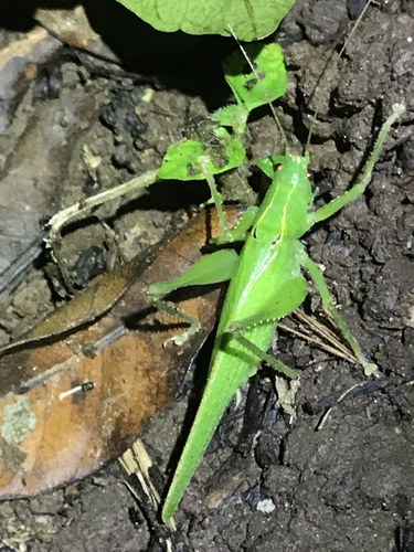 Subria sylvestris · iNaturalist United Kingdom