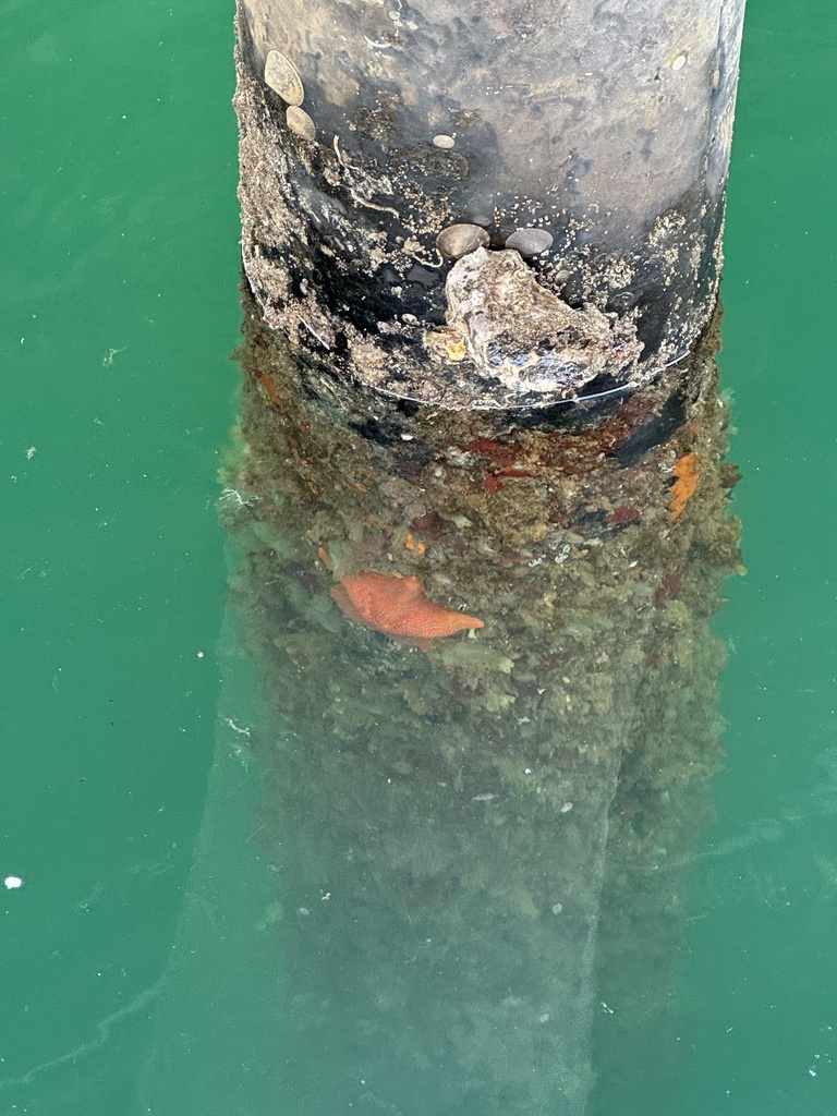 Bat Star from Santa Barbara Harbor, Santa Barbara, CA, US on January 25 ...