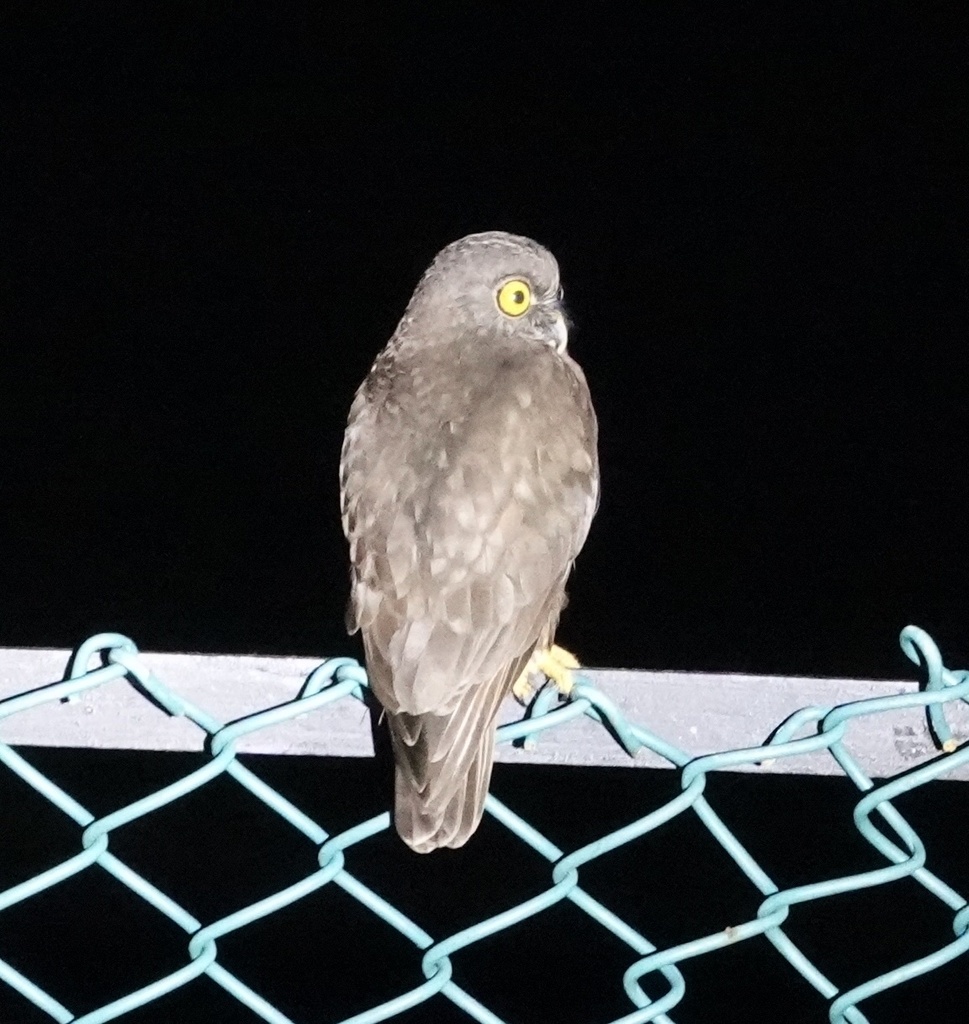 Boobooks and Hawk-Owls from NH 4, South Andaman, Andaman and Nicobar ...