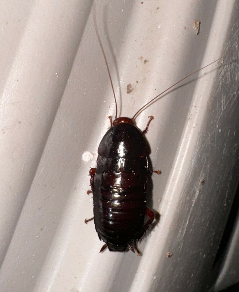 Florida Woods Cockroach from Alabama Div of Wildlife and Freshwater ...