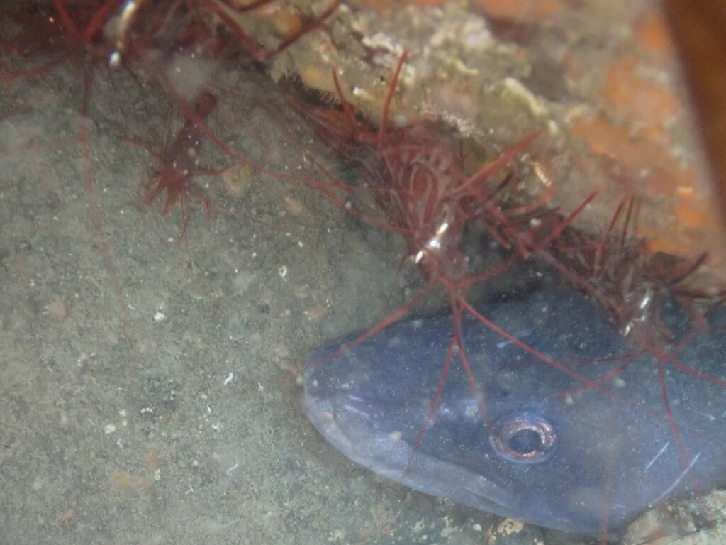 Red Rock Shrimp from Región de Auckland, Nueva Zelanda on February 08 ...