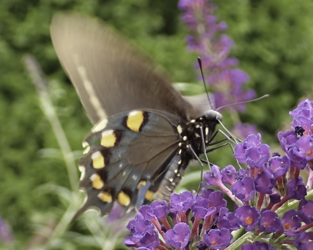 Pipevine Swallowtail from Carbondale, IL, USA on July 18, 2023 at 05:10 ...
