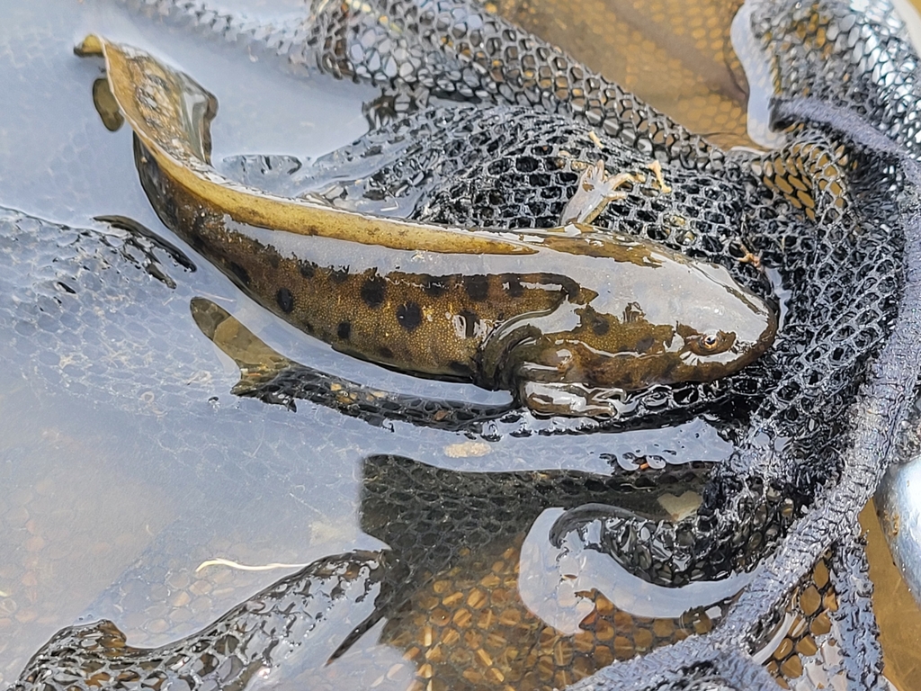 Eastern Tiger Salamander in February 2025 by Carl. Neotenic Adult ...