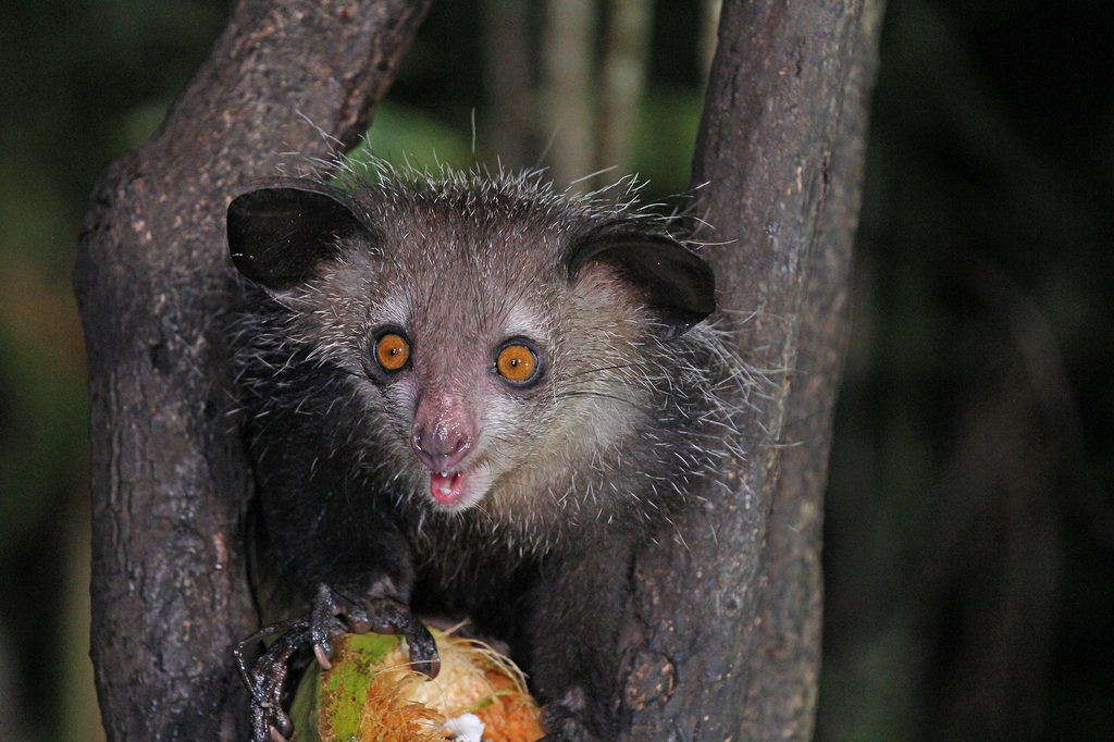Aye-aye in November 2019 by Karen Andrea Boehme · iNaturalist