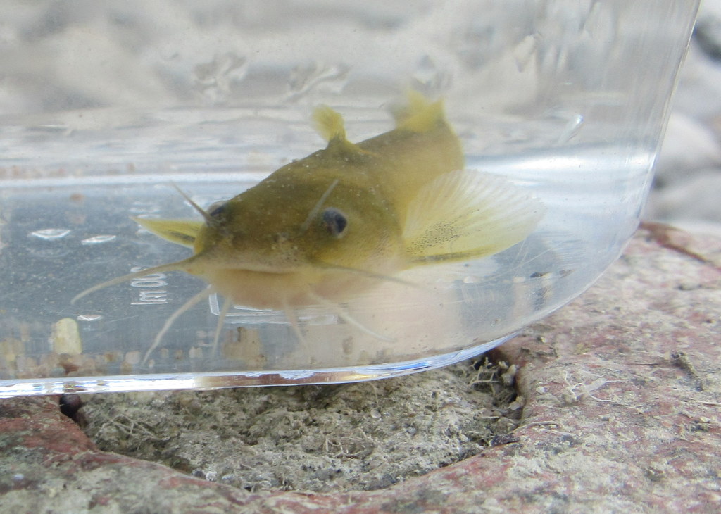 Stonecat in August 2019 by Jared Gorrell · iNaturalist