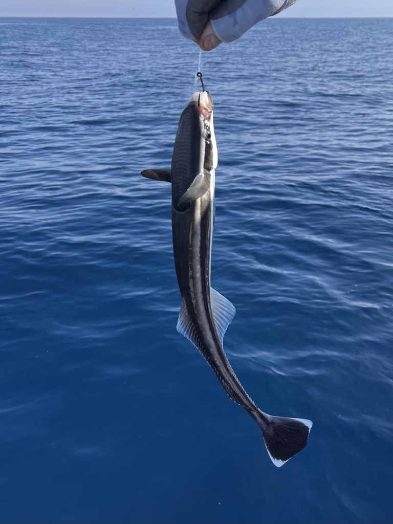 Sharksucker in February 2025 by Oscar Johnson · iNaturalist