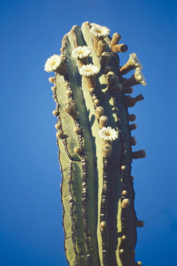 Mexican Giant Cactus from USA, Arizona, Maricopa County, Phoenix ...