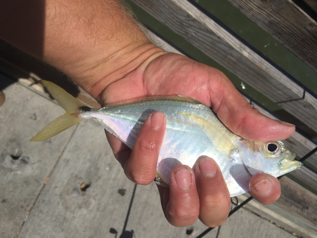 Atlantic Bumper (Coastal Fishes of Myrtle Beach, SC) · iNaturalist