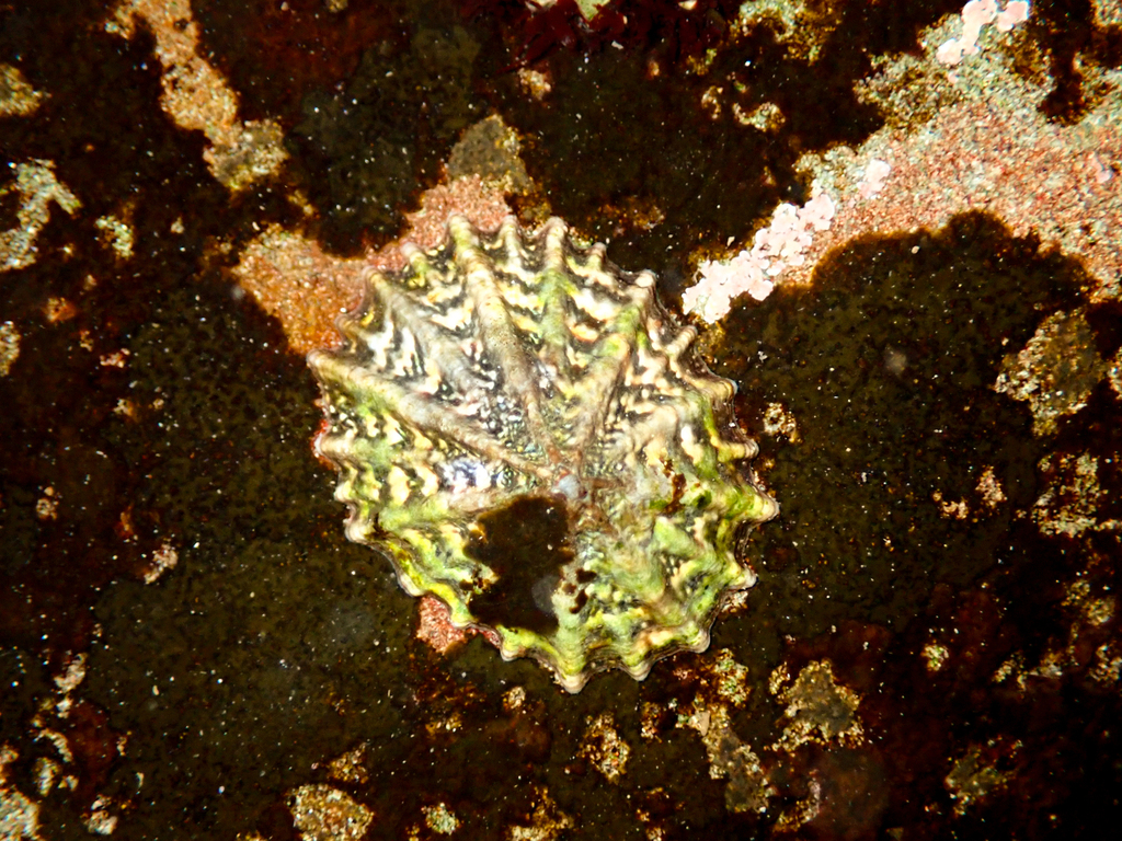 Patelloida alticostata from Bateau Bay Beach, NSW, Australia on ...