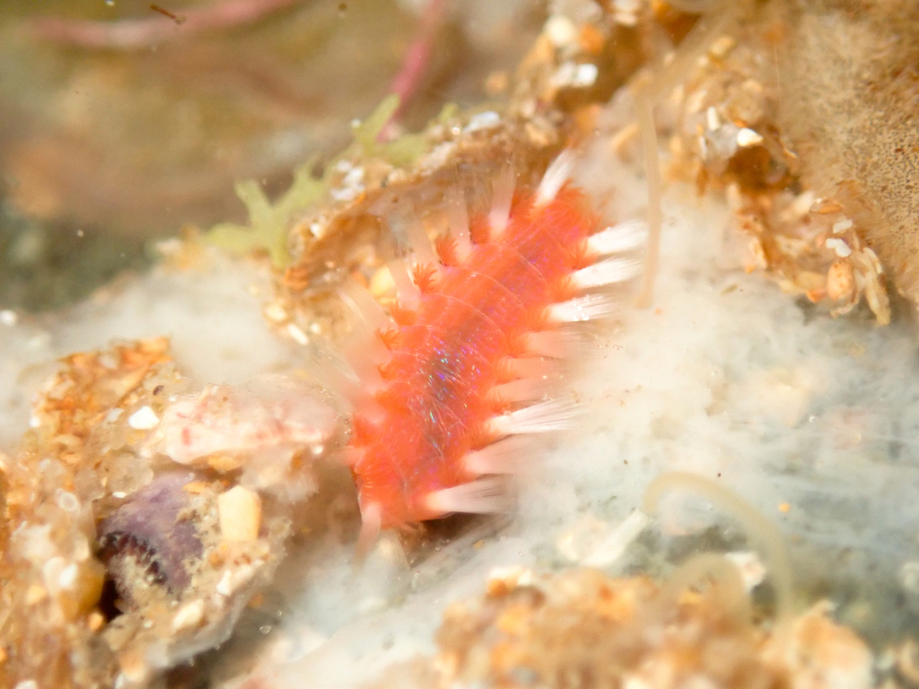 Orange Fire Worm from Bateau Bay Beach, NSW, Australia on February 8 ...