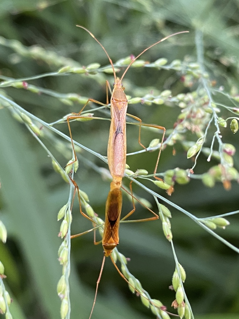 Paddy Bug from Bally St, Kelvin Grove, QLD, AU on February 9, 2025 at ...