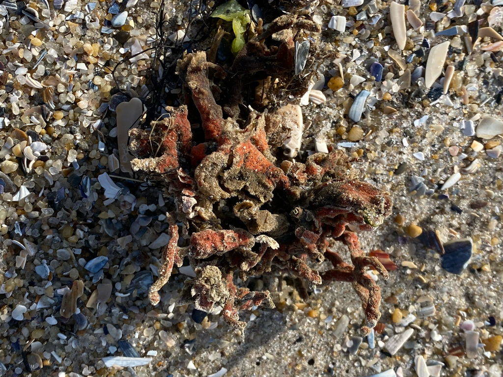 Red Beard Sponge from New York, NY, US on February 8, 2025 at 09:26 AM ...