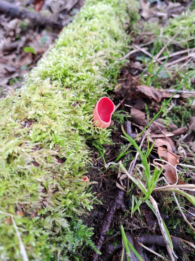 Elf Cups from Reen, Co. Kerry, Ireland on February 8, 2025 at 03:43 PM ...