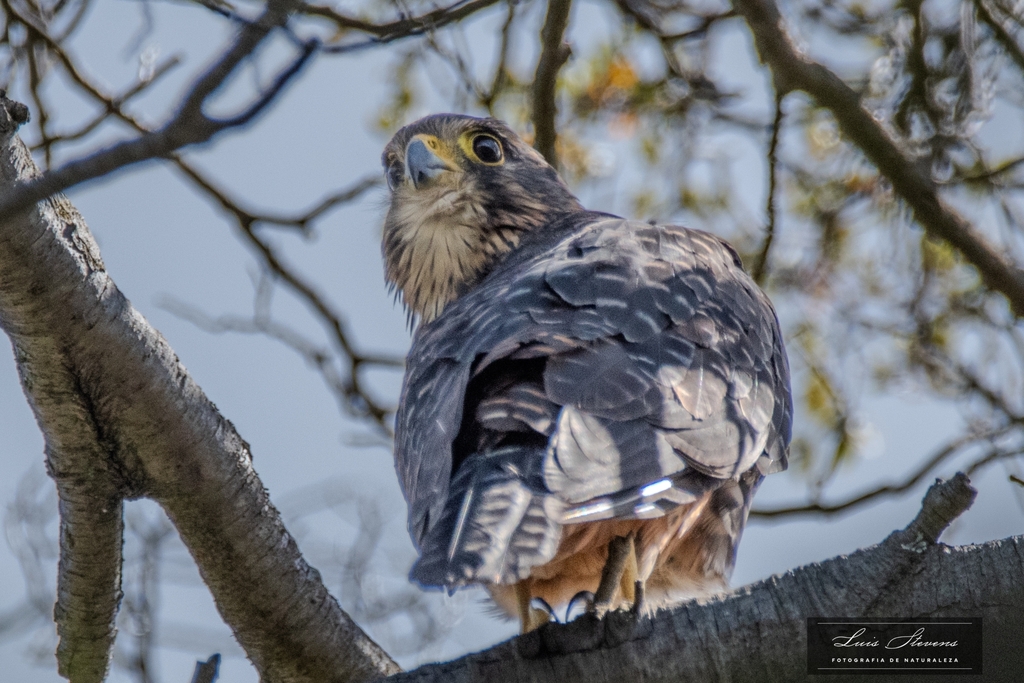 New Zealand Falcon from Arrowtown, Nueva Zelanda on February 7, 2025 at ...