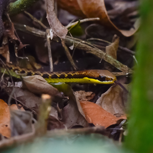 Head-striped Leaf-litter Snake (Echinanthera cephalostriata) - Snakes ...