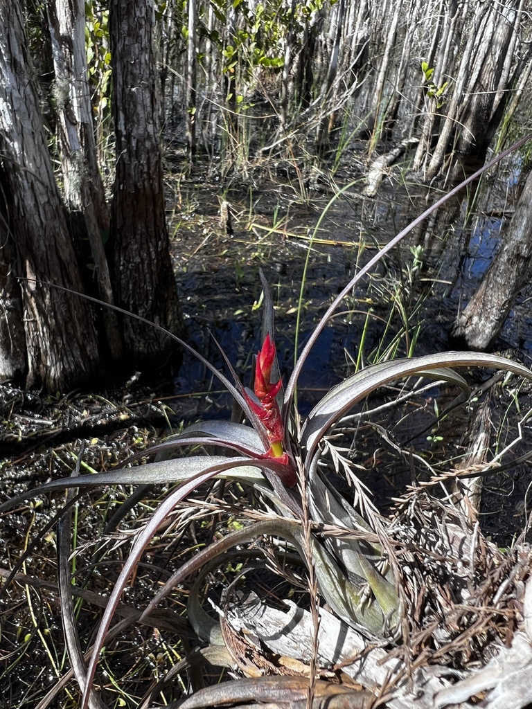 Balbis' airplant in February 2025 by Andres Vila · iNaturalist