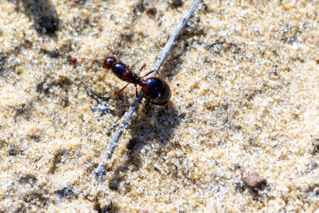 Red Imported Fire Ant from Lewisville, TX, USA on February 6, 2025 at ...