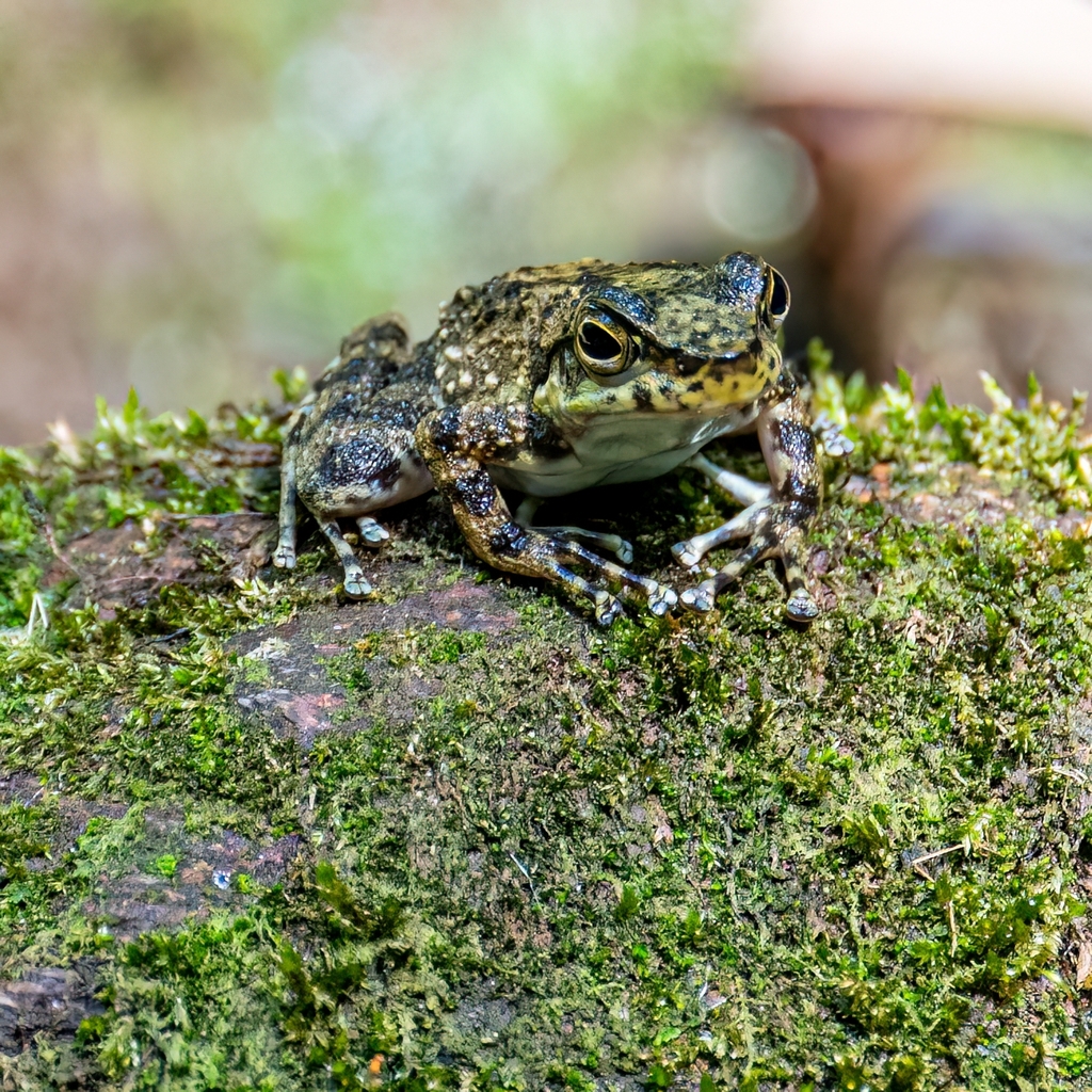 Brazilian Torrent Frog from Caminho do Mar, Cubatão - SP, Brasil on ...