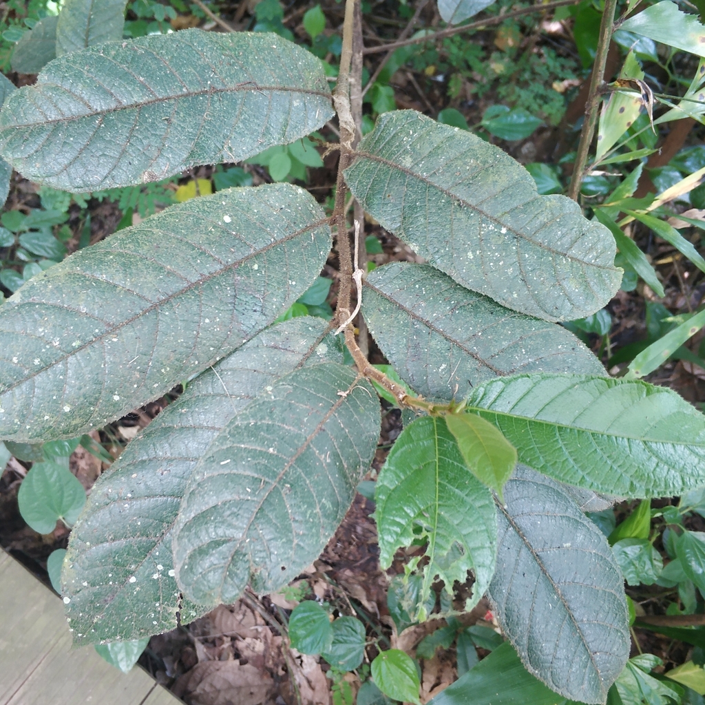Upas tree (Antiaris toxicaria) - Botanical Realm