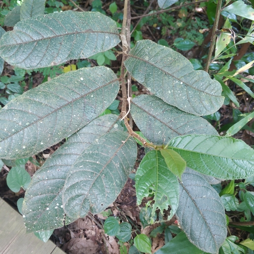 Upas Tree (Antiaris toxicaria) · iNaturalist
