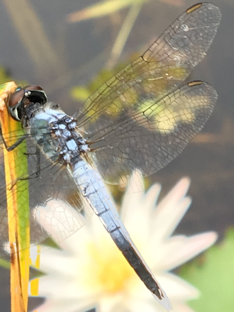Little Blue Marsh Hawk from Western Province, , Western Province, LK on ...