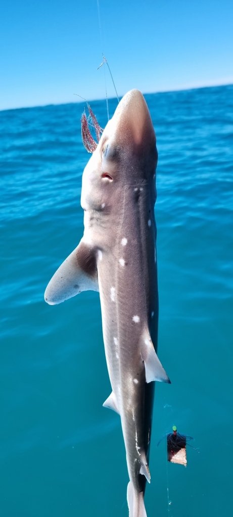 White-spotted Dogfish in February 2025 by Mark Hansen · iNaturalist