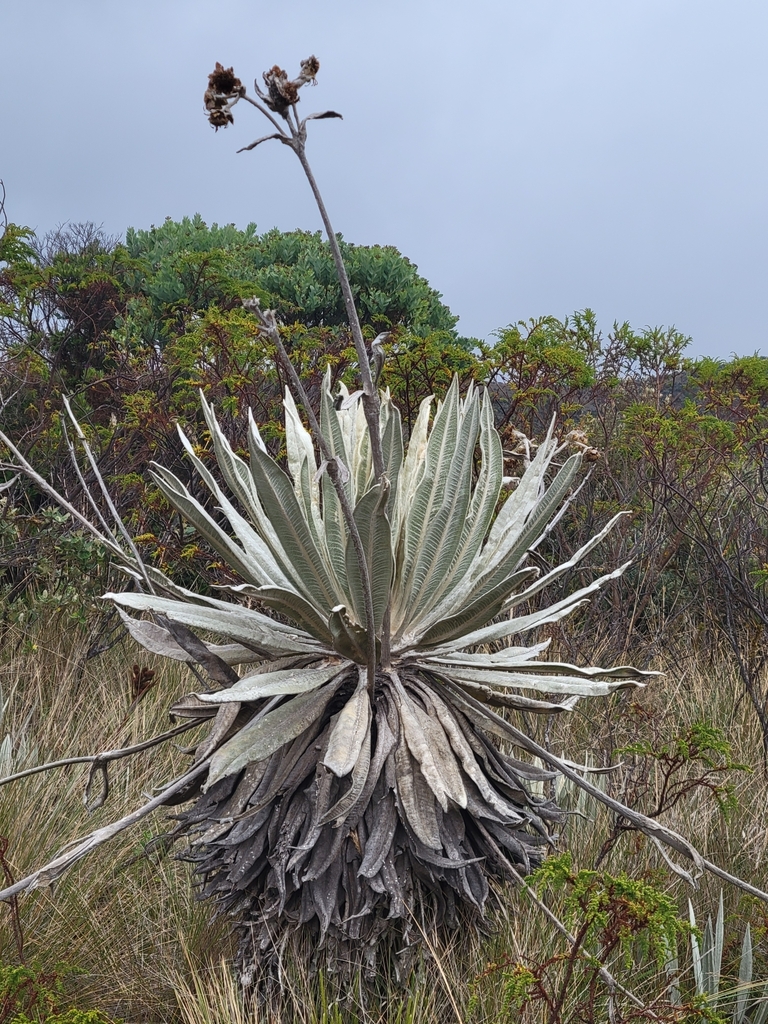 Espeletia grandiflora from Guasca, Chingaza, CO-CU, CO on February 7 ...