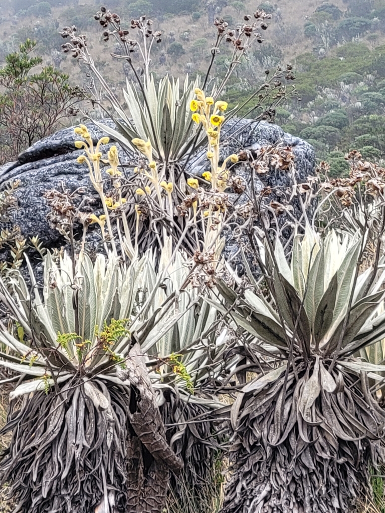 Espeletia grandiflora from Guasca, Chingaza, CO-CU, CO on February 7 ...
