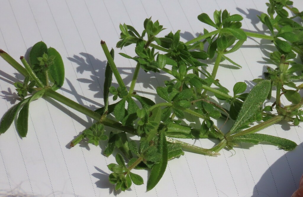 catchweed bedstraw from Rosenberg, TX, USA on February 8, 2025 at 11:30 ...