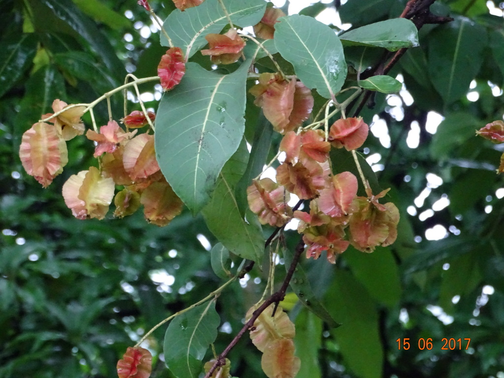 Indian Laurel (Terminalia elliptica) - Botanical Realm