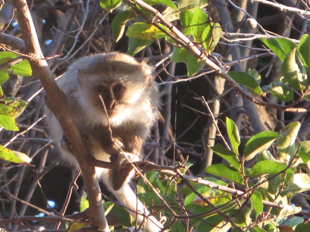 Malbrouck Monkey (Chlorocebus cynosuros) - Know Your Mammals