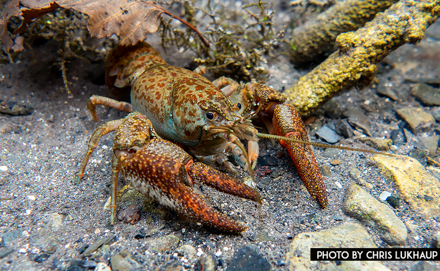 Snake River Pilose Crayfish from Morrow County, Oregon, USA on ...
