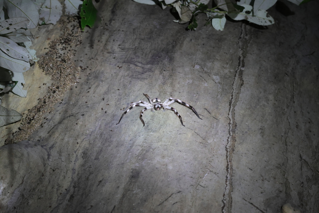Grey Huntsman Spider from Brisbane QLD, Australia on February 08, 2025 ...